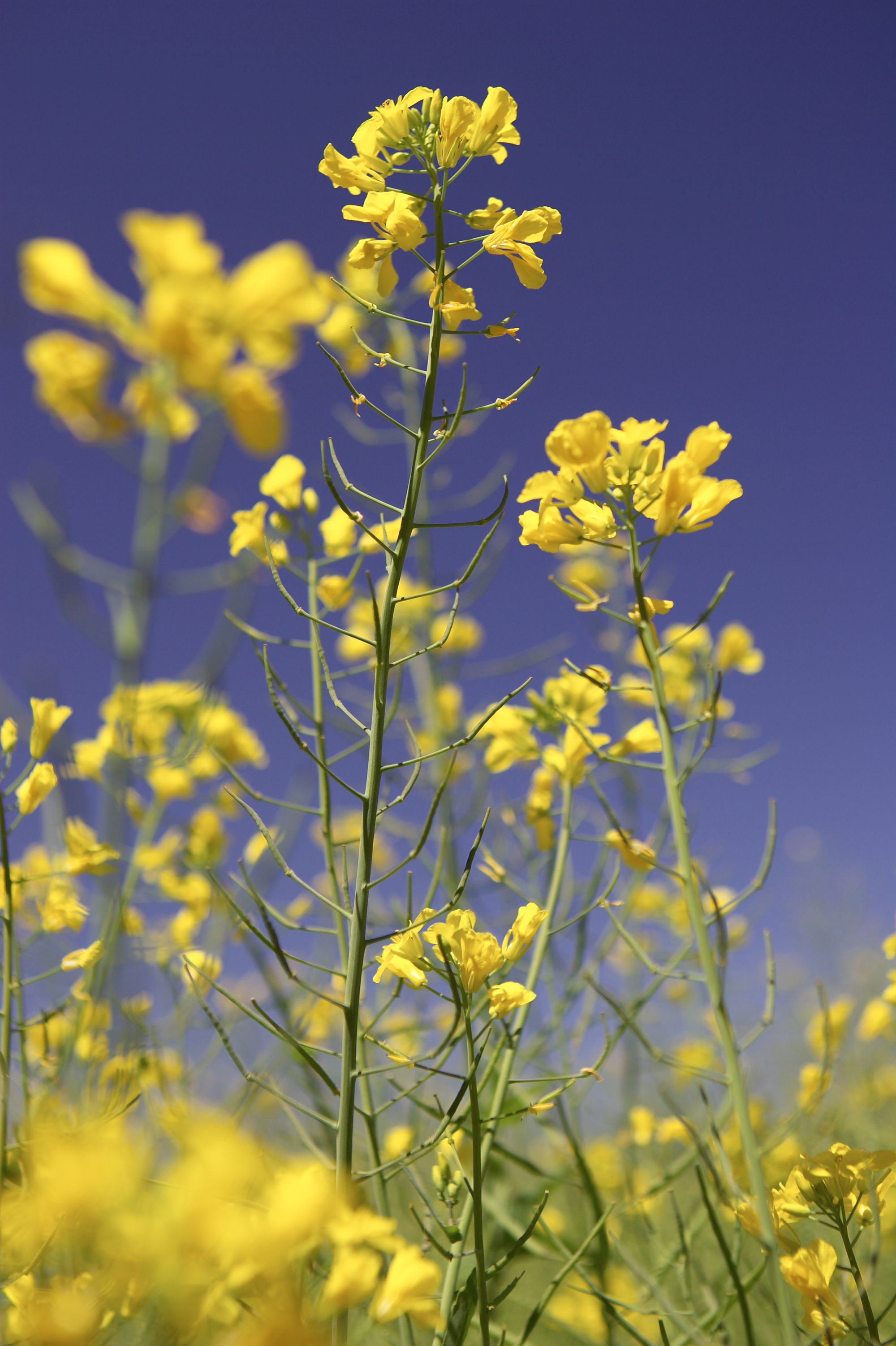 Canola | CBH Group