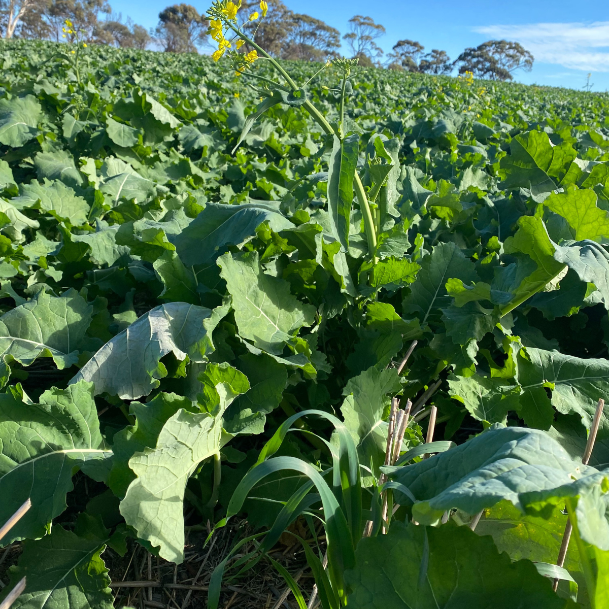 Australian crop update | CBH Group